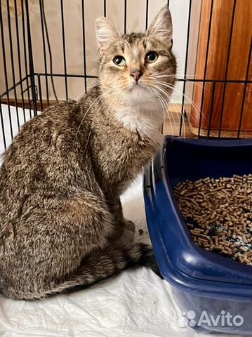 Кошечку Лисичку выбросили загородом