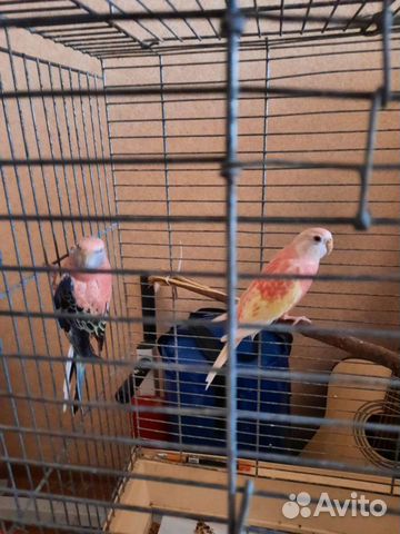 Попугай боурки розовые