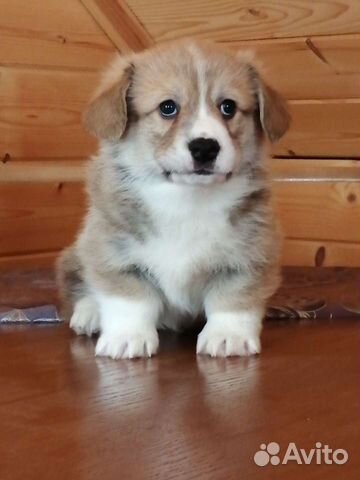 Вельш-корги пемброк