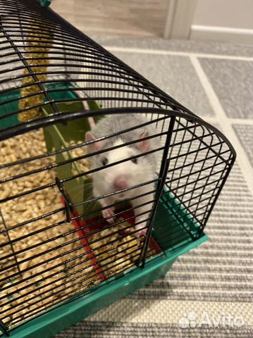 Крыса Дамбо с клеткой