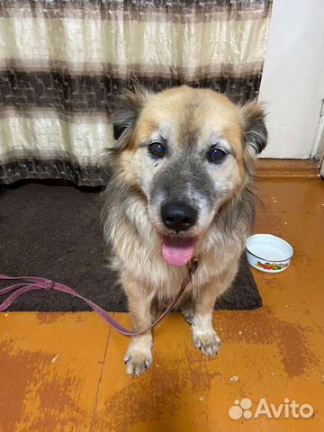 Собака в добрые руки