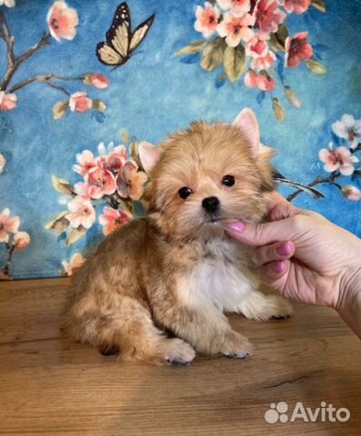 Золотой йорк девочка мини