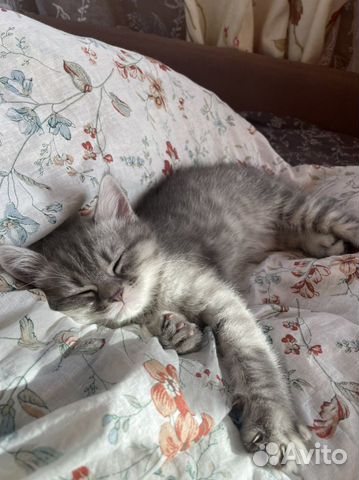 Котята Вискас