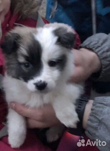 Отдам щенка (подкидыш)