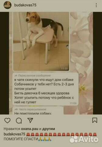 Бигль ищет дом Иначе усыпят