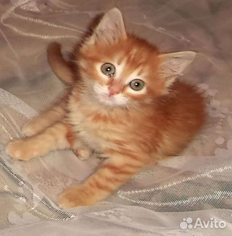 Рыжие котята