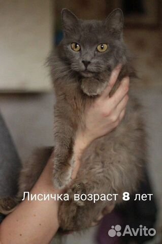 Отдам в добрые руки