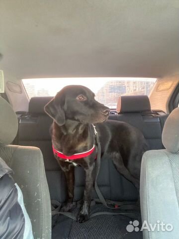 Собаки бесплатно