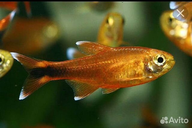 Рыбки расбора, тетра