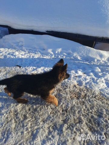 Немецкая овчарка длинношерстная