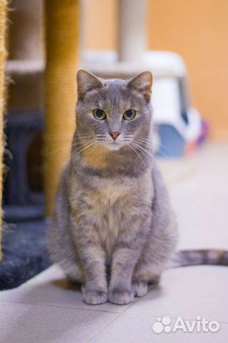 Кошка Ириска ищет дом