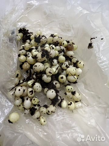 Ахатинская улитка