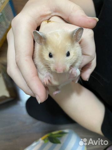 Сирийский хомяк