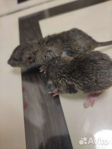 Крысята дамбо