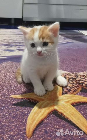 Котёнок мальчик 1 месяц