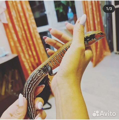 Огненный сцинк