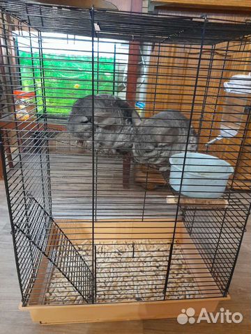 Шиншилла с клеткой 2 самки