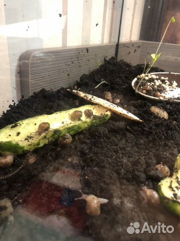 Улитки ахатины