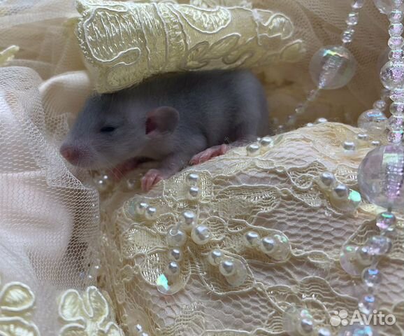 Крыса дамбо голубые мальчики