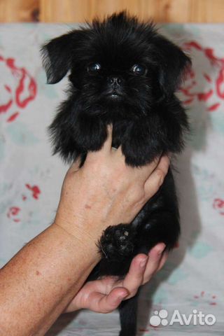 Бельгийский гриффон щенок