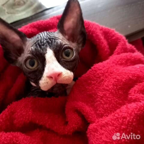 Канадский сфинкс котенок