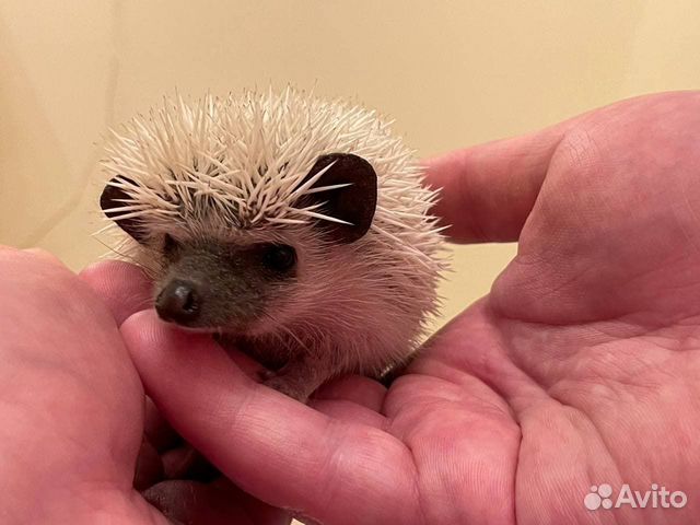 Отдается в хорошие руки Карликовый Ёжик
