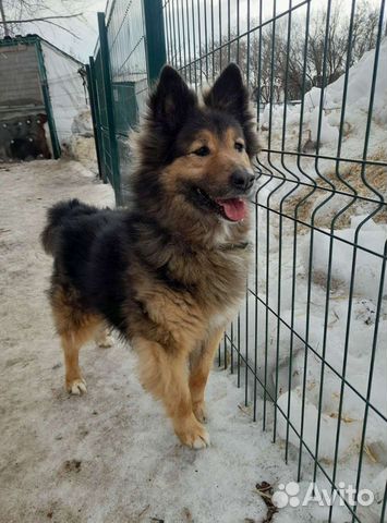 Пушистая Ежевика погибает в приюте