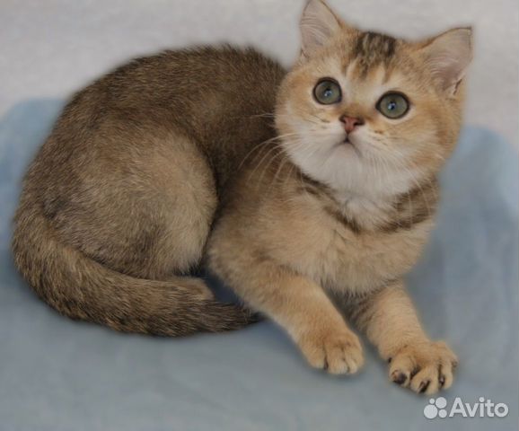 Шотландские котейки