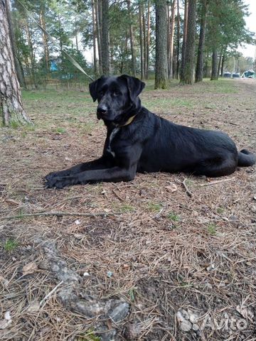 Собака в добрые руки