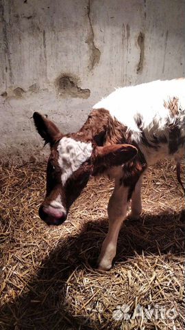 Новорожденная телочка
