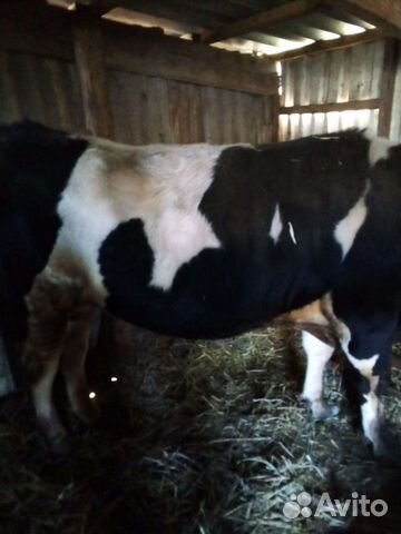 Бычки и быки