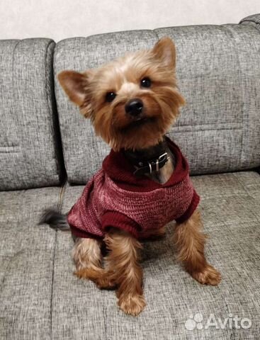 Йоркширский терьер стандарт