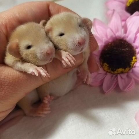 Крысята фавн от ratlove13.85