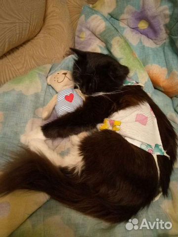 Котенок- кошка Милли стерилизована