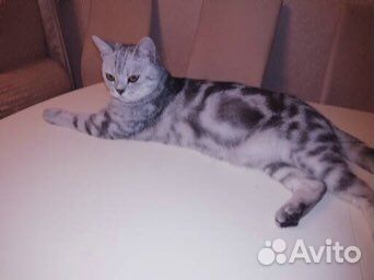 Вязка кошки шотланской,кошке 4 года ищет такой же