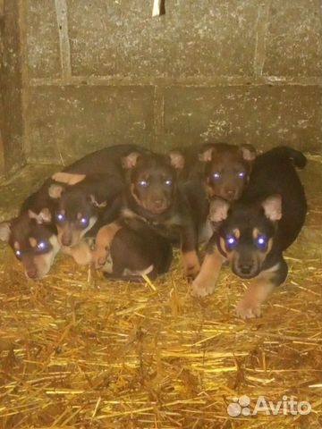 Щенки Келпи