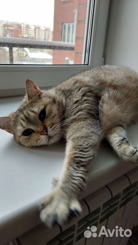 Кот британ в добрые руки