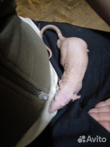 Сфинкс крысы