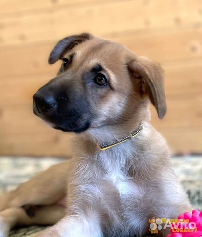 Ева щенок 2 мес очень умная и занятная