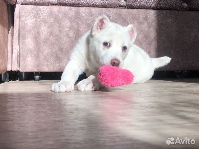 Щенок помесь алабай и лайка