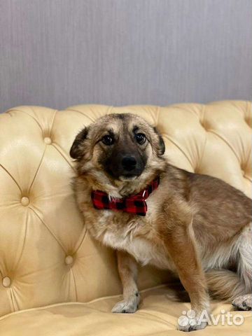 Маленькая собачка Лия