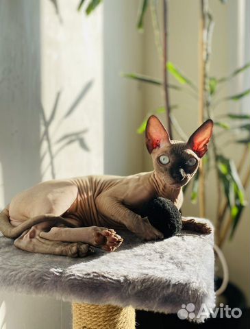 Канадский сфинкс