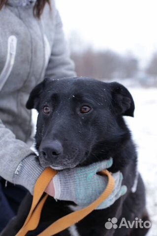 Герда собака в добрые руки