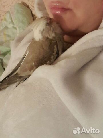 Пара корелл