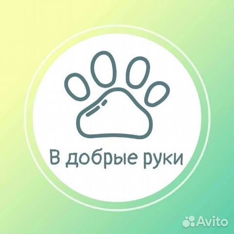 Возьму в добрые руки собаку