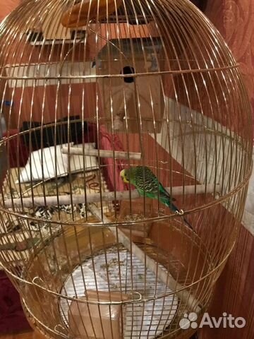 Попугайчики домашнего разведения