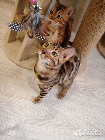 Бенгальская кошка