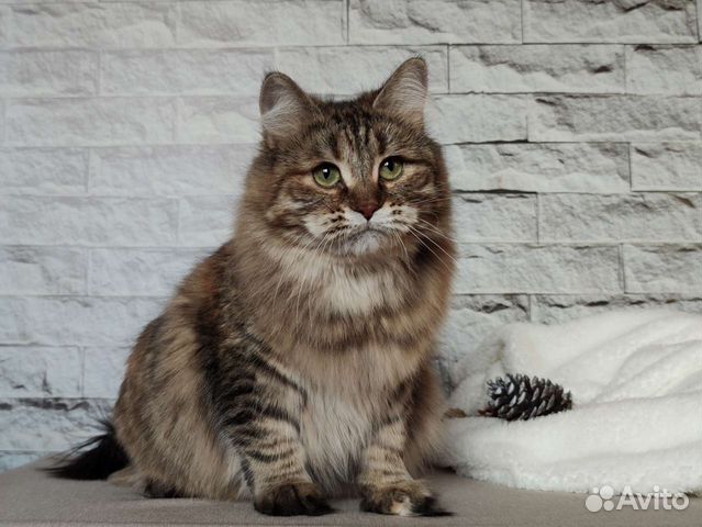 Профессиональный питомник предлагает