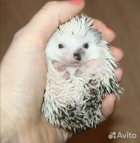 Африканский карликовый ёжик