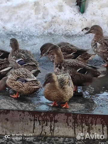 Подсадные утки